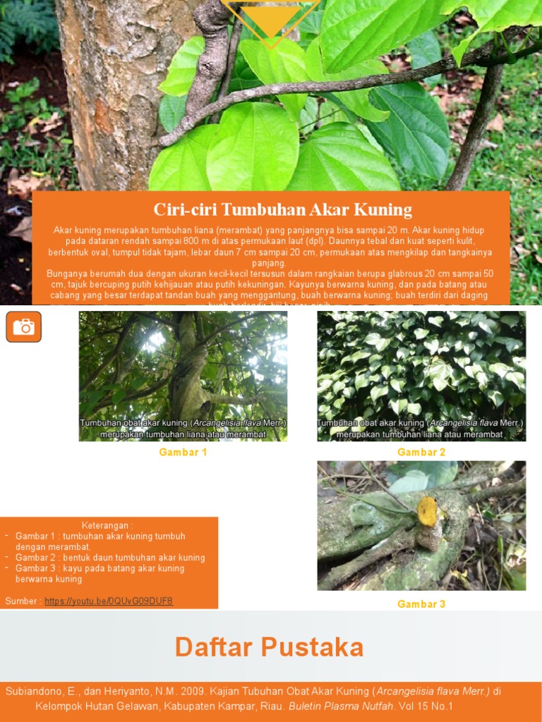 Ciri-Ciri Akar Kuning | PDF