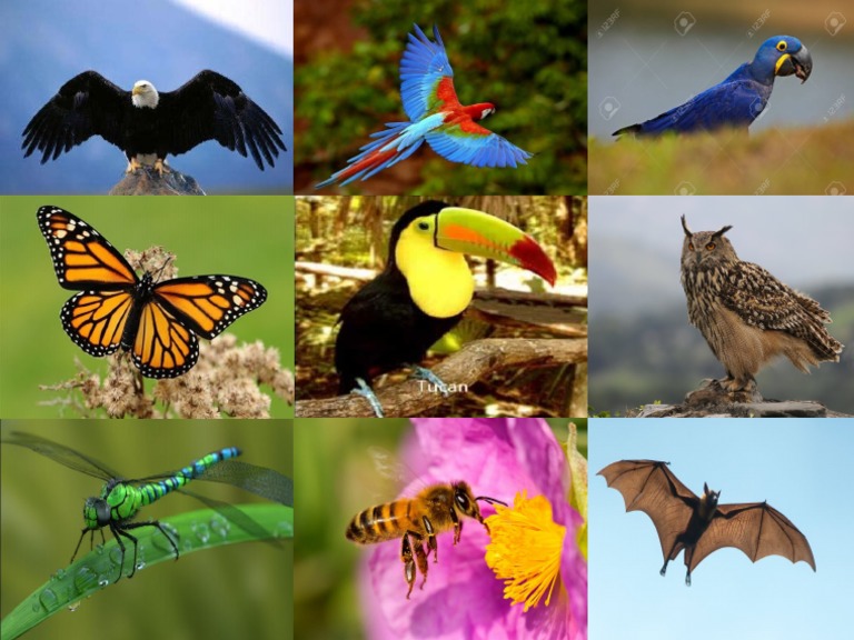 Animales Aereos | PDF