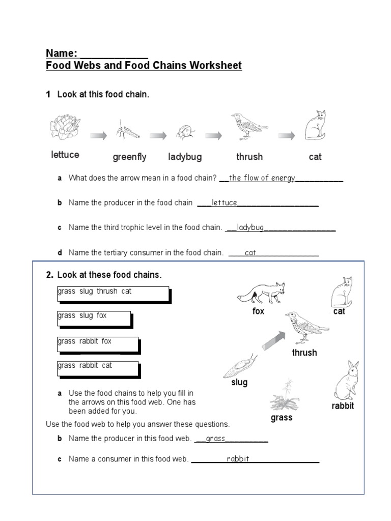 Food Webs and Chains Worksheet Answers | PDF | Symbiosis | Systems Ecology