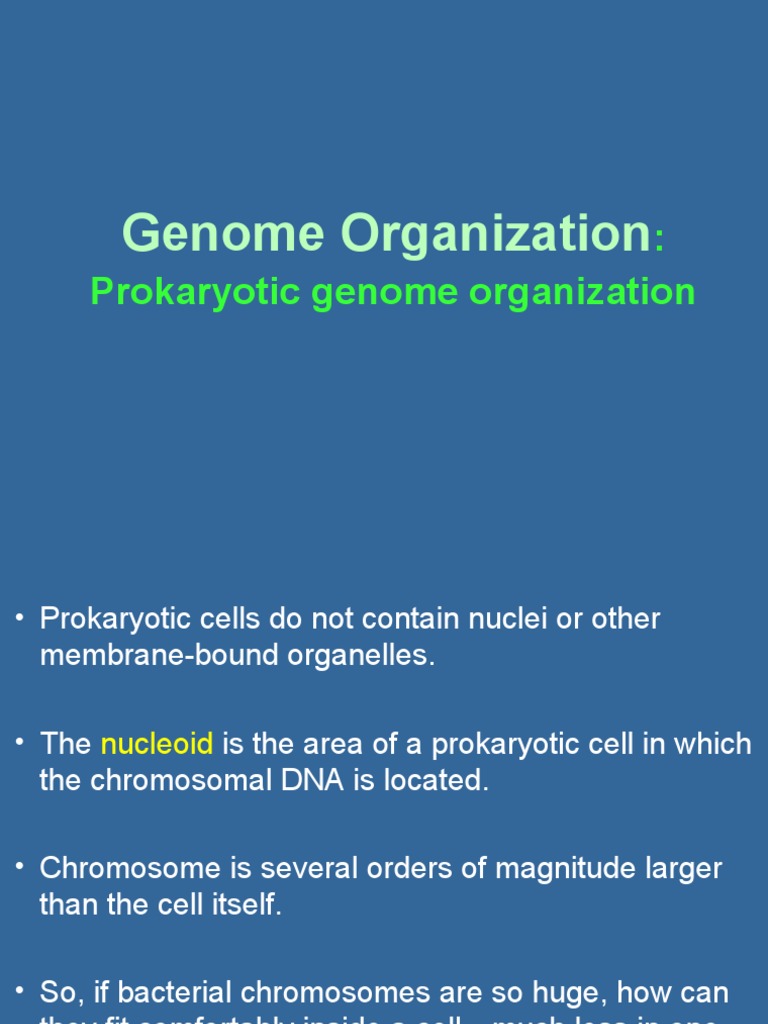 Prokaryotic Genome Organization | PDF | Chromatin | Histone