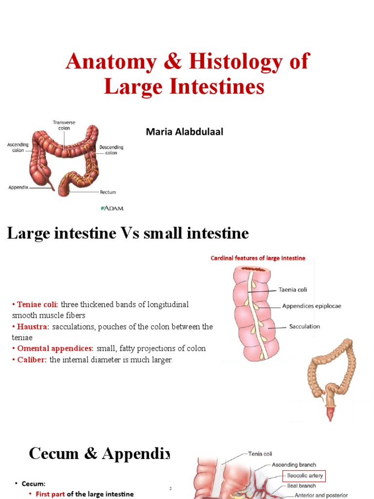 Anatomy & Histology of Large Intestines | PDF | Large Intestine | Rectum