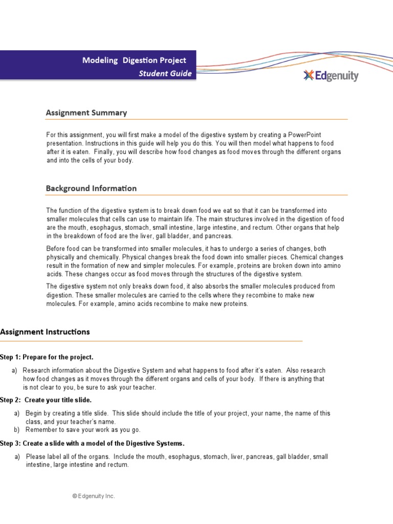 Modeling Food Digestion Project Student Guide | PDF | Digestion | Human ...