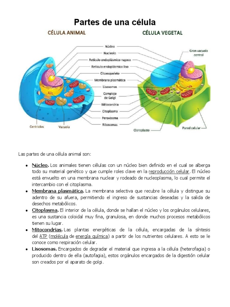 Partes de Una Célula Animal | PDF | Salud y bienestar | Ciencia y ...