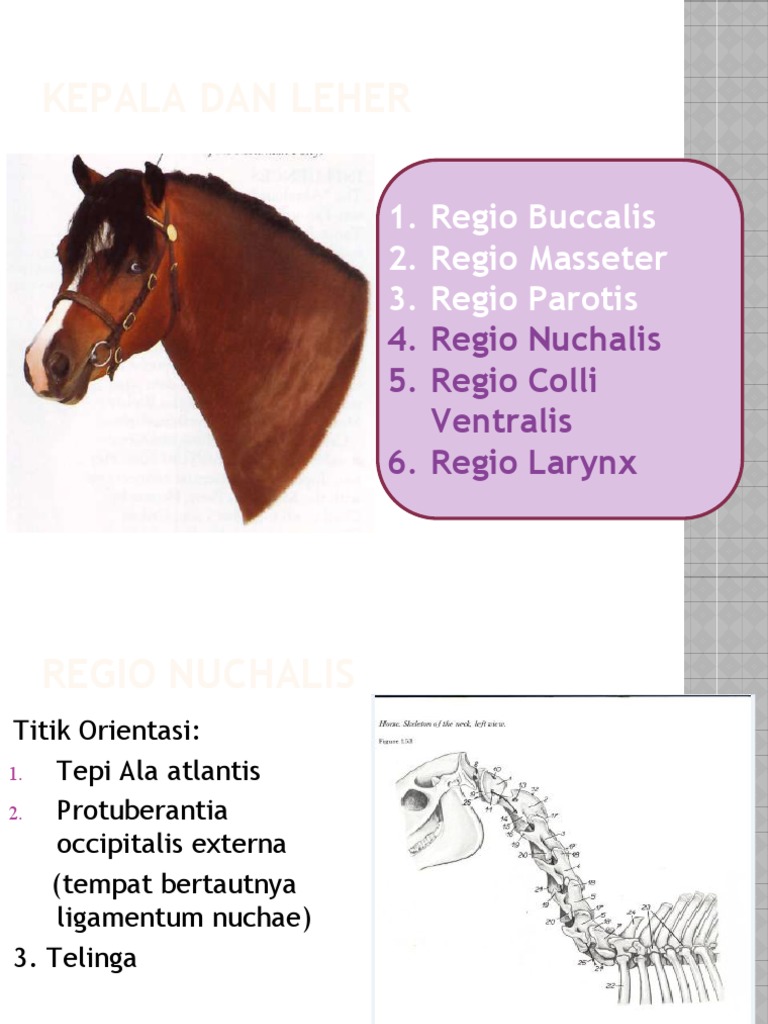 4 Kepala Dan Leher | PDF