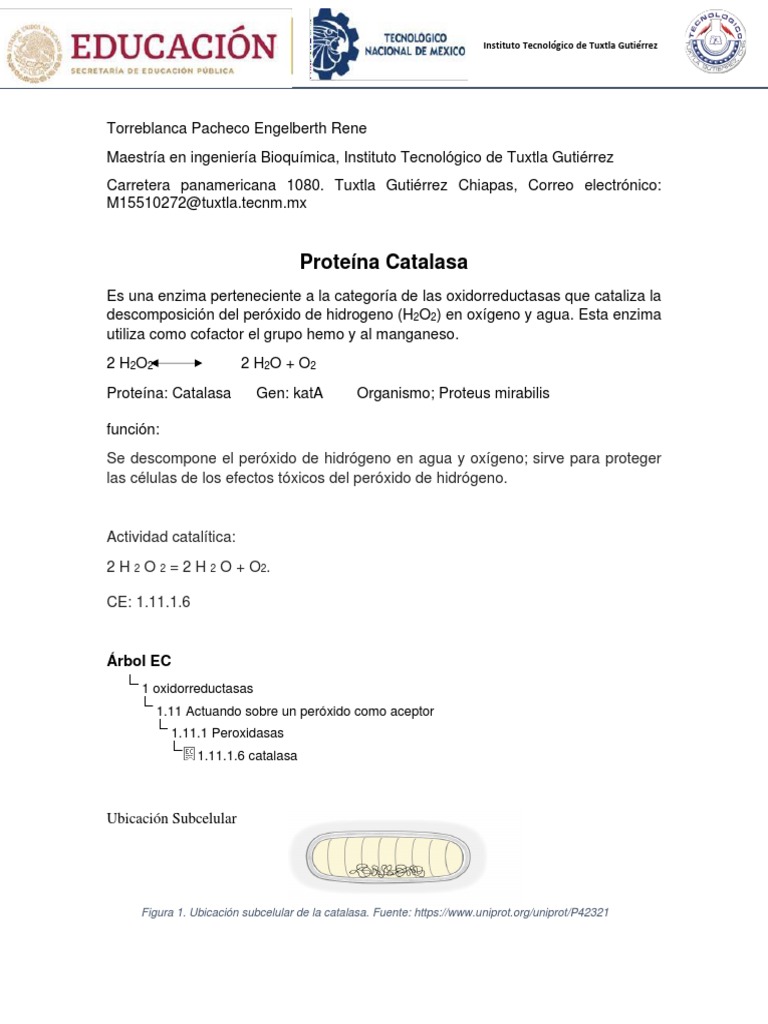 Catalasa | PDF | Hoja Beta | Aminoácidos