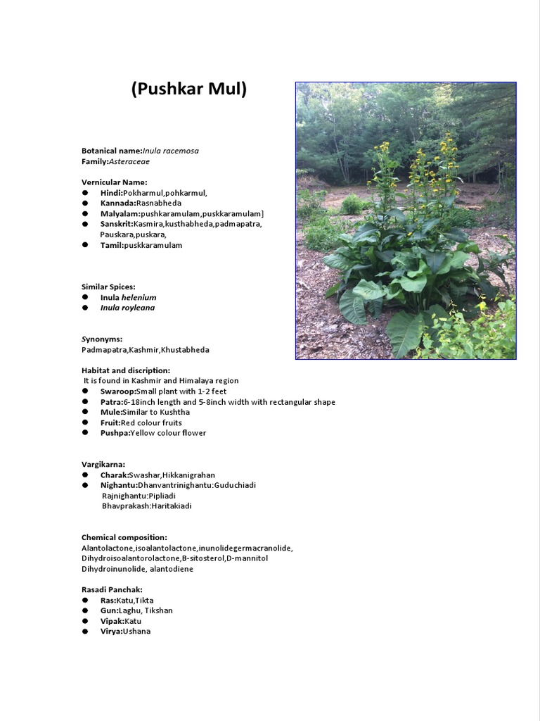 (Pushkar Mul) : Inula Royleana | PDF