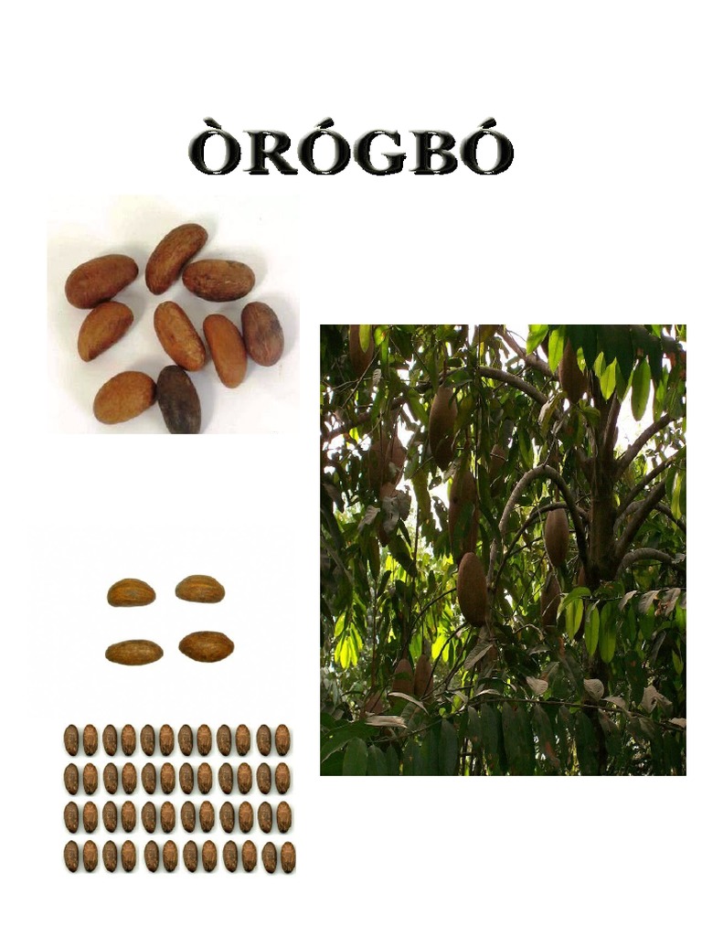 Òrógbó | PDF | Religião e crença