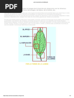 Tipos de Hojas | PDF