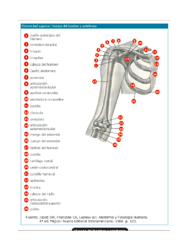 Huesos Del Hombro | PDF