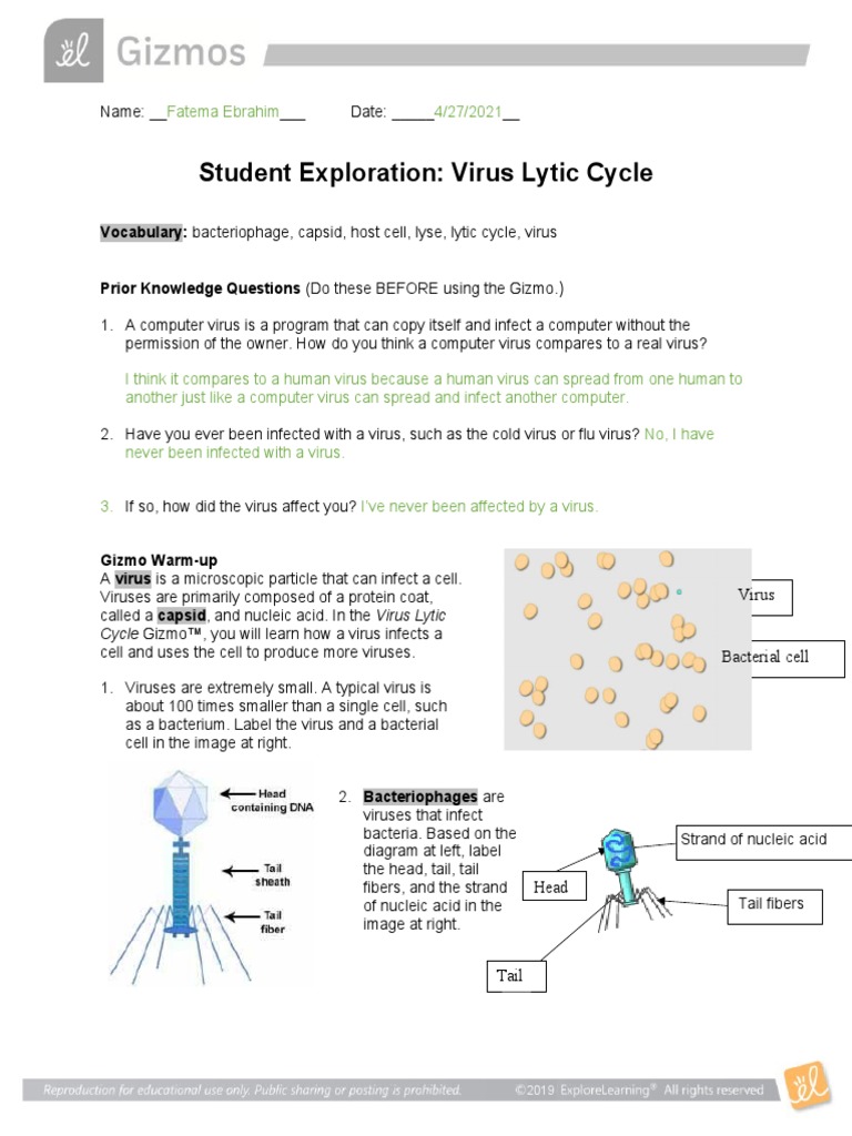 Virus Ly Tic Cycles e | PDF | Virus | Bacteriophage
