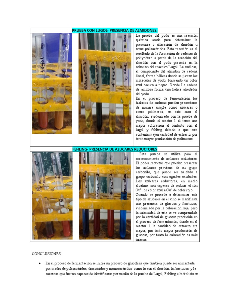 Prueba Con Lugol | PDF | Carbohidratos | Sacarosa