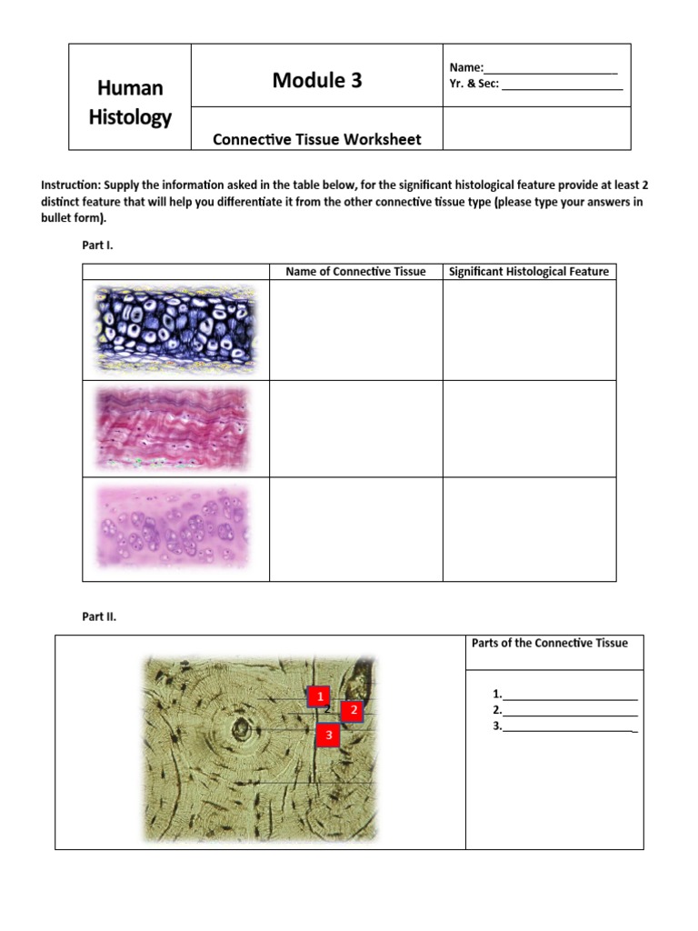 Connective Tissue Laboratory Worksheet | PDF