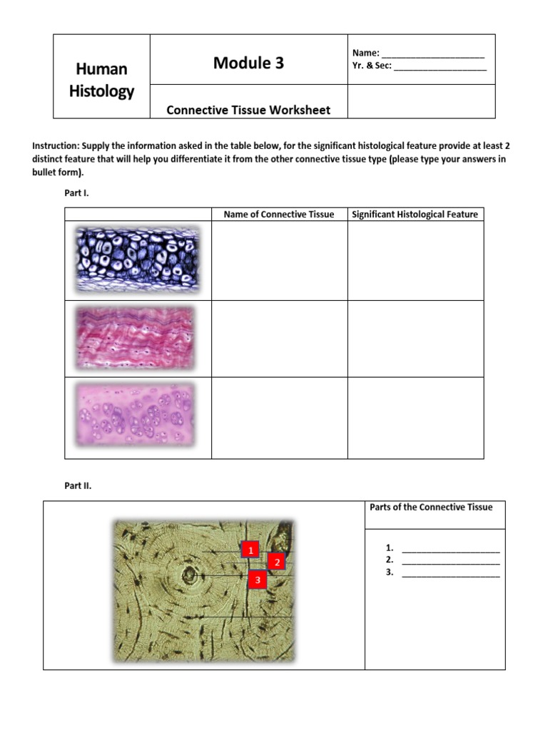 Connective Tissue Laboratory Worksheet