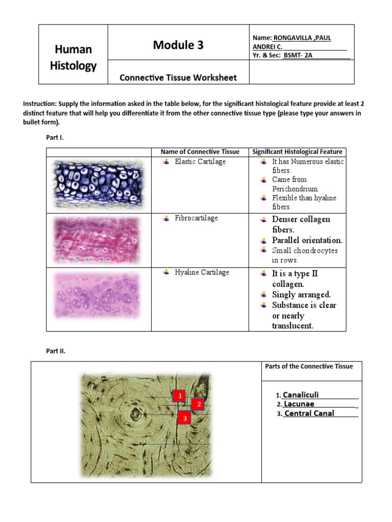 Human Histology: Connective Tissue Worksheet | PDF | Connective Tissue ...