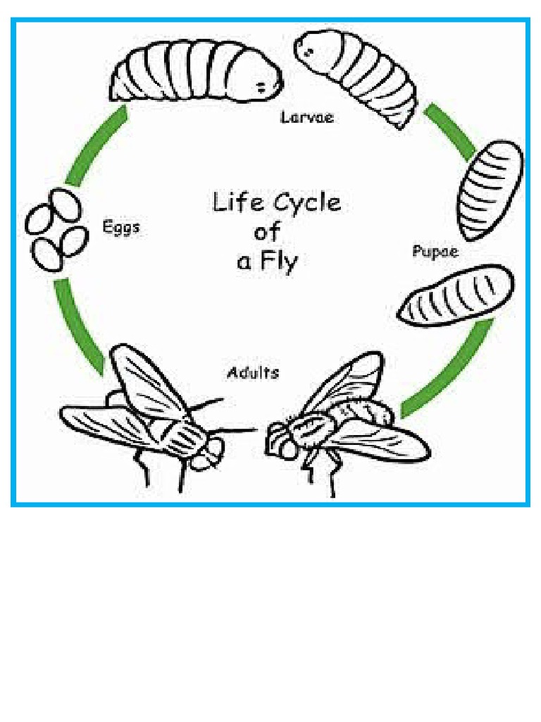 Life Cycle of Fly | PDF