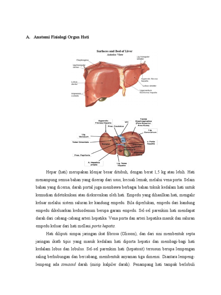 Anatomi Fisiologi Organ Hati Dan Penyakit Hepatitis | PDF