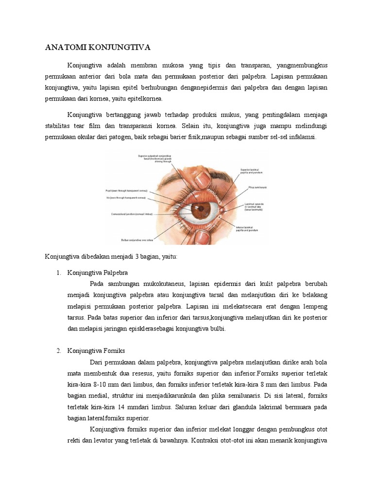 ANATOMY OF CONJUNCTIVA | PDF
