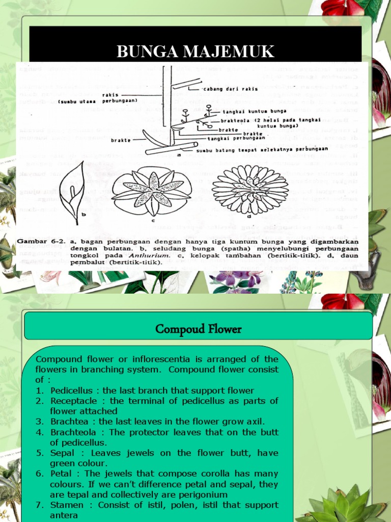 BUNGA MAJEMUK-2a | PDF | Petal | Flowers
