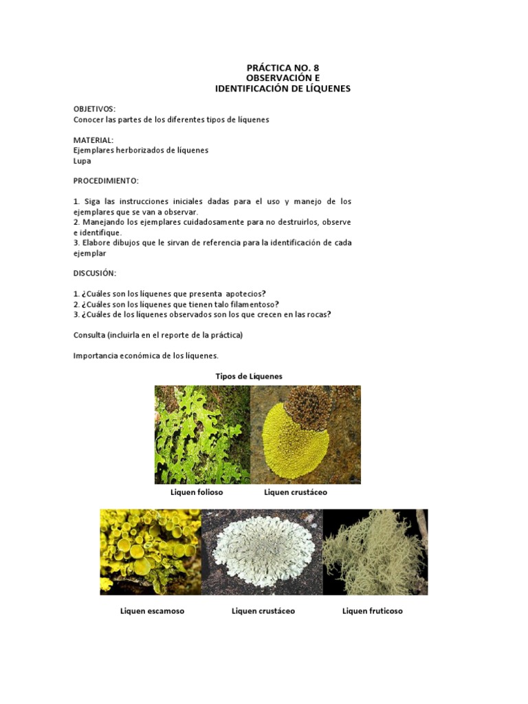 Laboratorio 8-9 | PDF | Musgo | Helecho