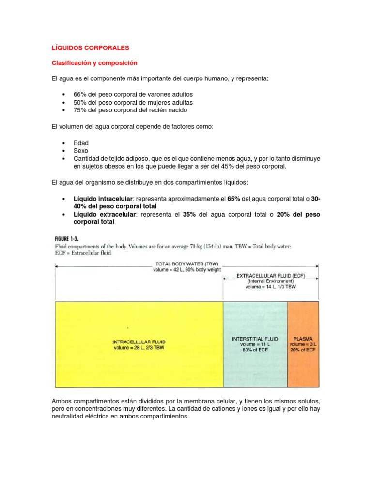 Líquidos Corporales Pdf ósmosis Biología Celular