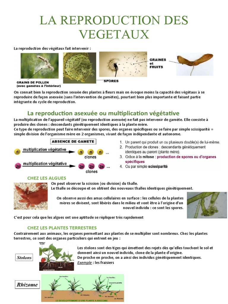 2 - La Reproduction Des Végétaux-1 - 9 | Download Free PDF | Processus ...