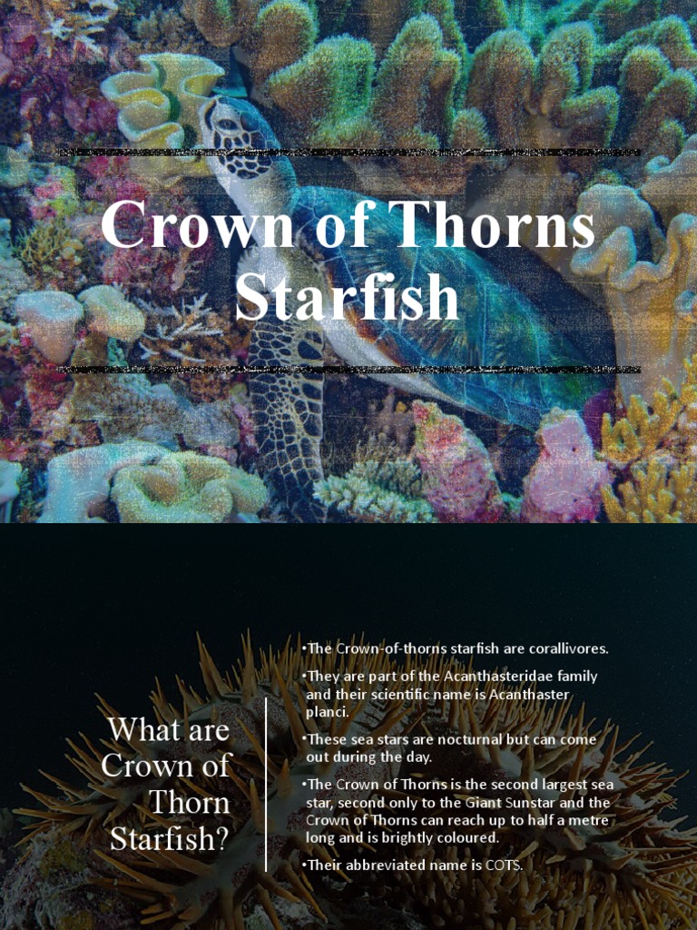 Crown of Thorn Starfish | PDF | Coral Reef | Oceanography