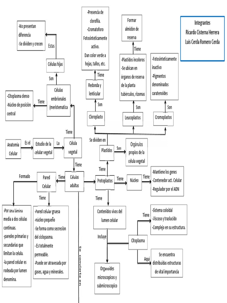 Mapa Conceptual | PDF | Tallo de la planta | Raíz
