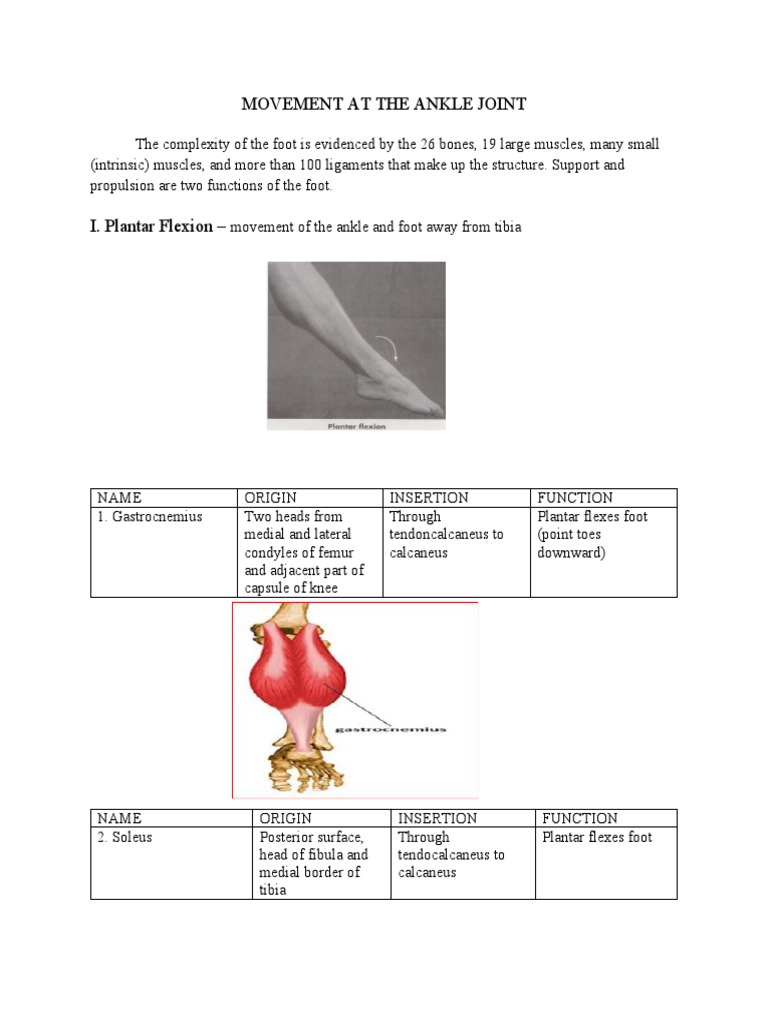 Ankle Joint Movements Explained | PDF | Foot | Ankle