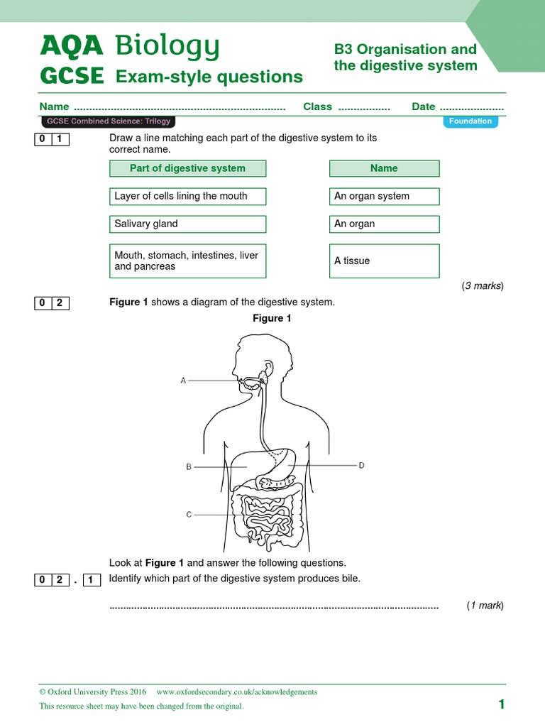 Exam-Style Questions: B3 Organisation and The Digestive System | PDF ...