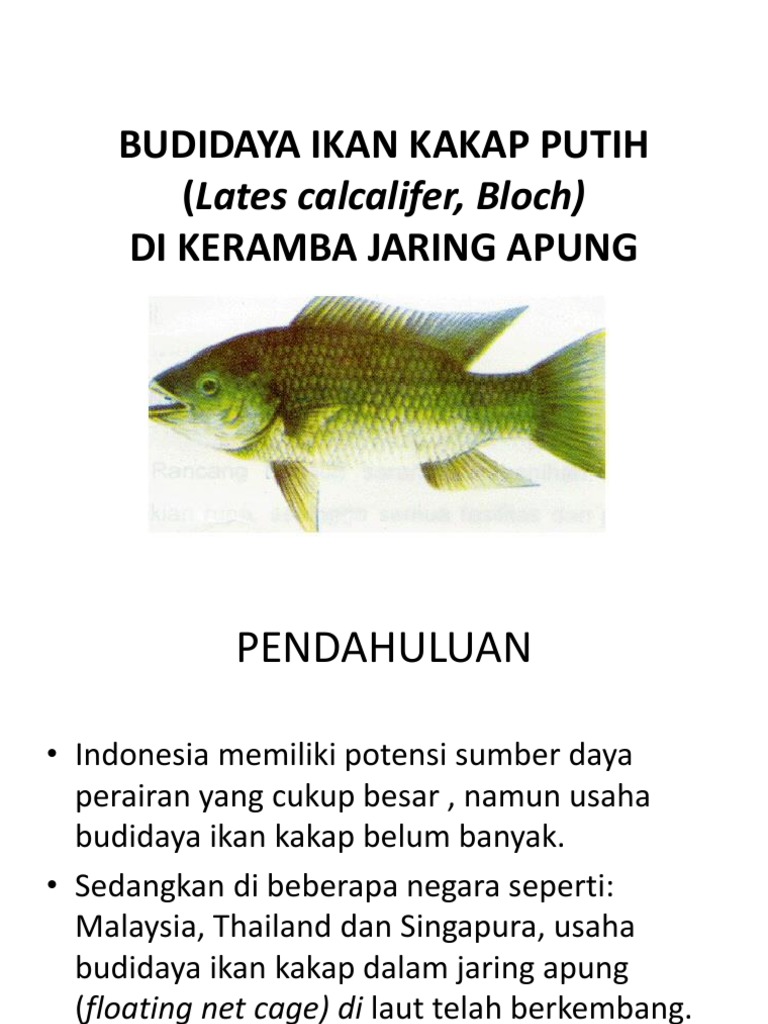Kuliah 8 BUDIDAYA IKAN KAKAP PUTIH - 13613 - 0 | PDF