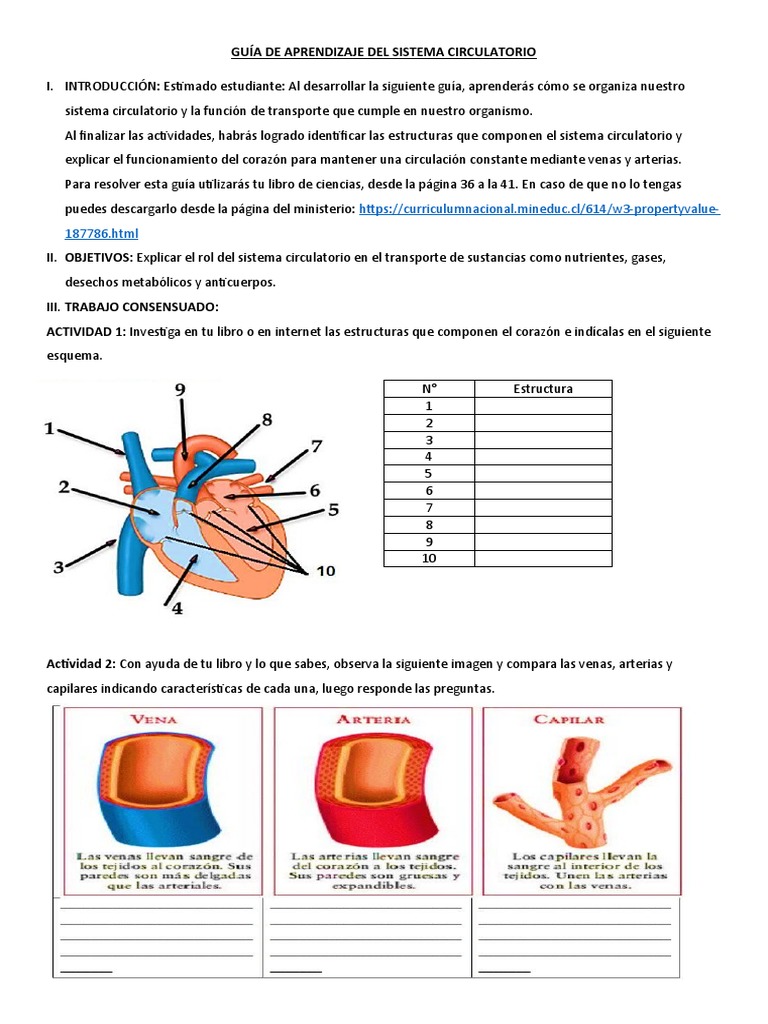 Guía de Aprendizaje: Sistema Circulatorio | PDF | Sistema circulatorio ...