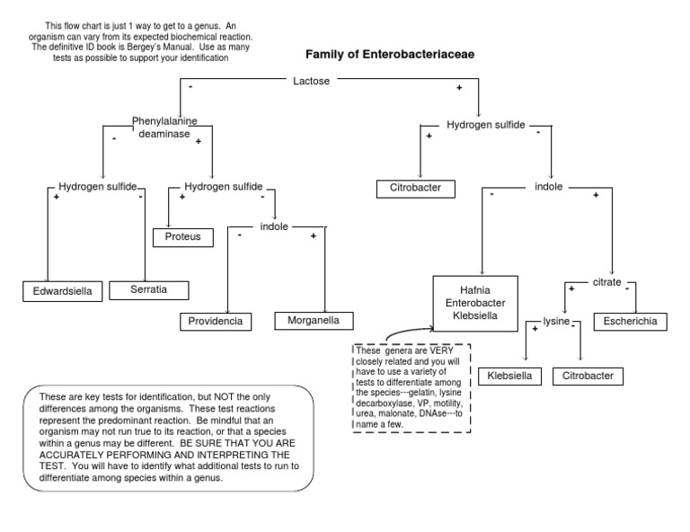 Enterobacteriaceae Identification Chart | PDF | Microorganism | Prokaryote