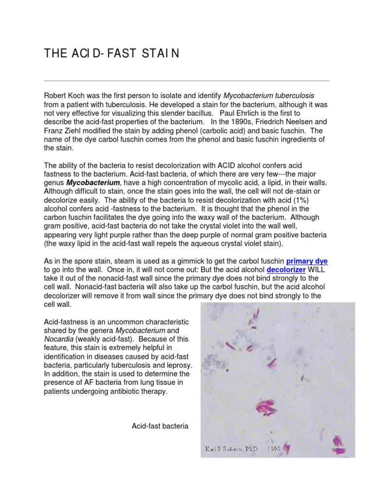 Acid Fast Stain | PDF | Staining | Microscopy