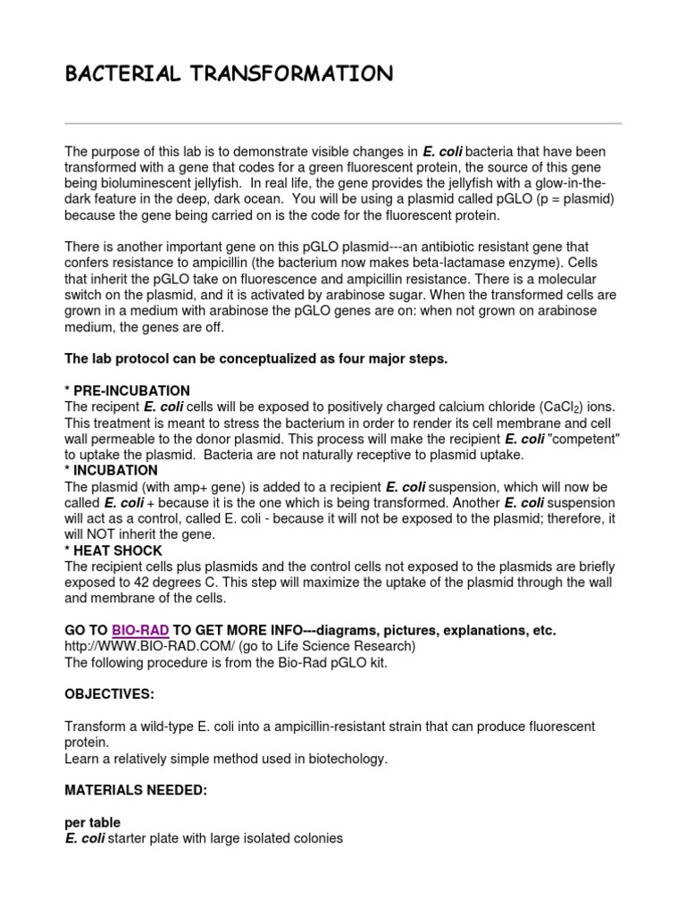 Bacterial Transformation: The Lab Protocol Can Be Conceptualized As ...