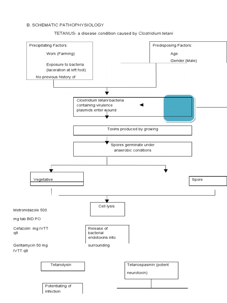 B. Schematic Pathophysiology TETANUS-a Disease Condition Caused by ...