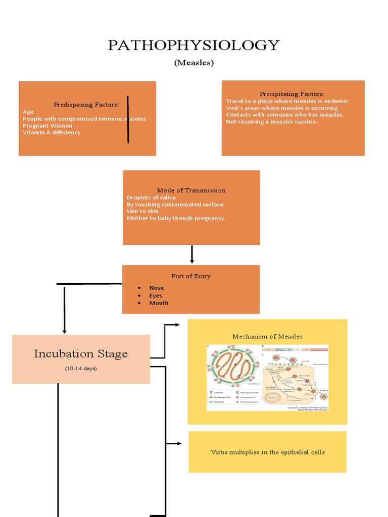 Measles Pathophysiology Overview | PDF