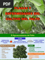Estados Fenológicos Arándano | PDF | Ramas de la botánica | Botánica