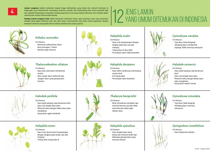 12 Lamun Indonesia | PDF