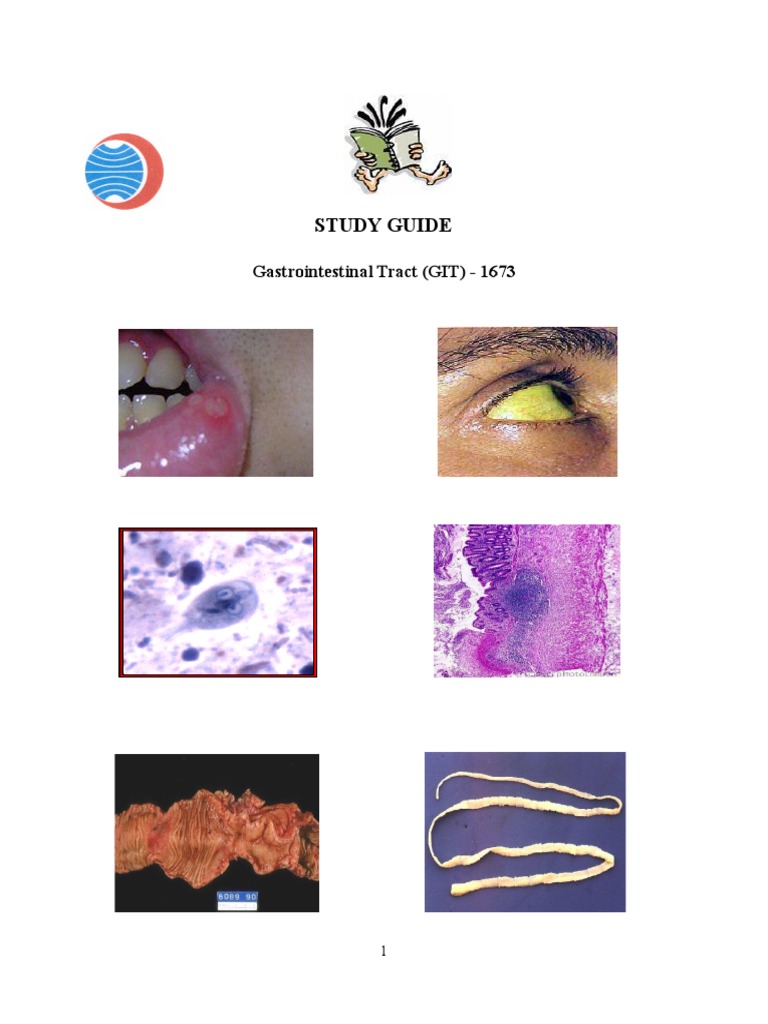 Study Guide GIT | PDF | Hepatitis | Gastroenterology