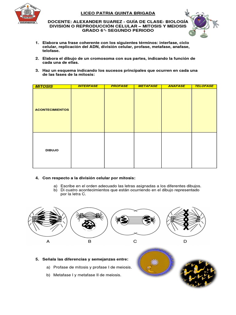 Guia Sobre Mitosis y Meiosis | PDF | Mitosis | Mitosis
