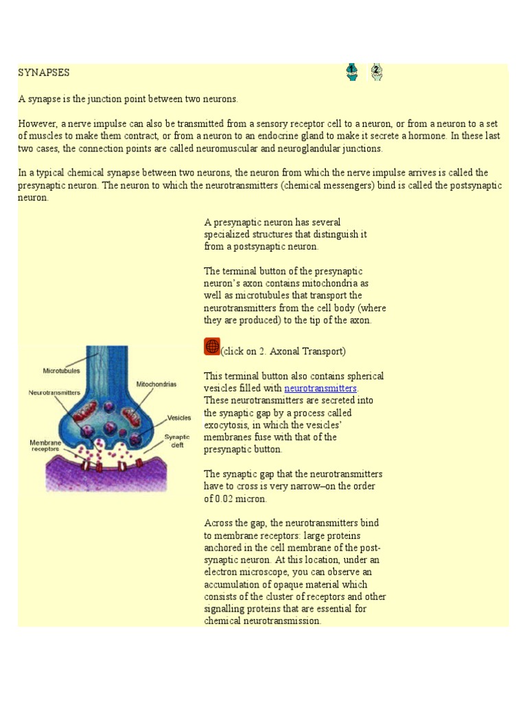 Understanding Synapses and Neurotransmission: A Breakdown of the Key ...