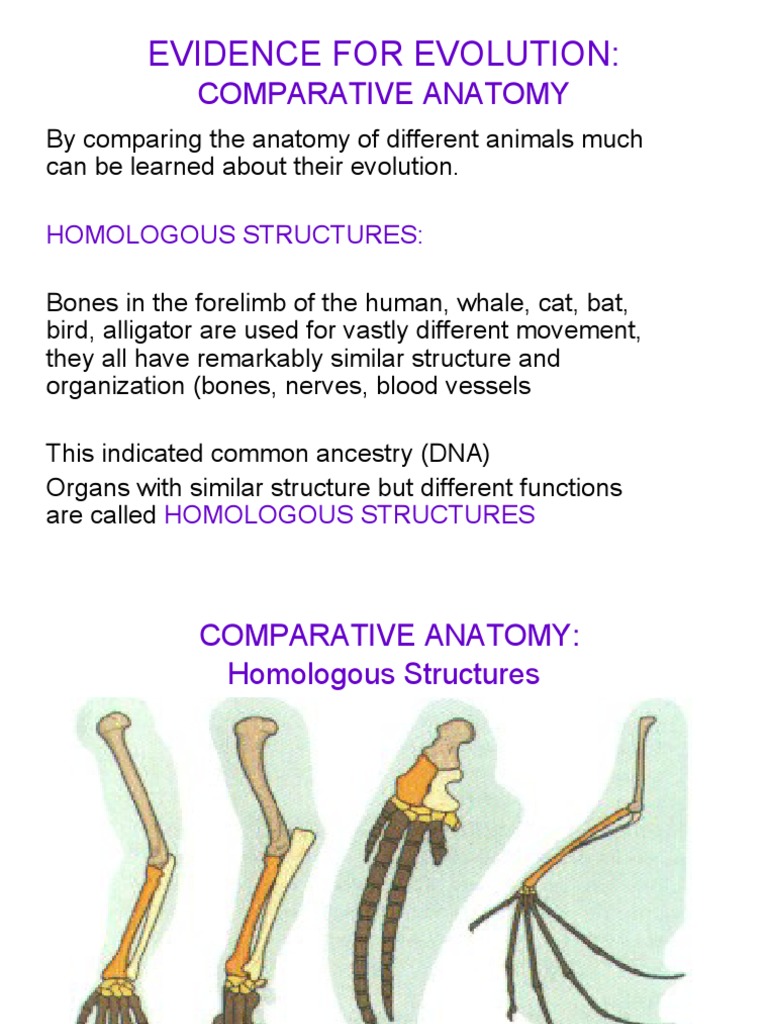 Evidence For Evolution:: Comparative Anatomy | PDF | Biochemistry ...