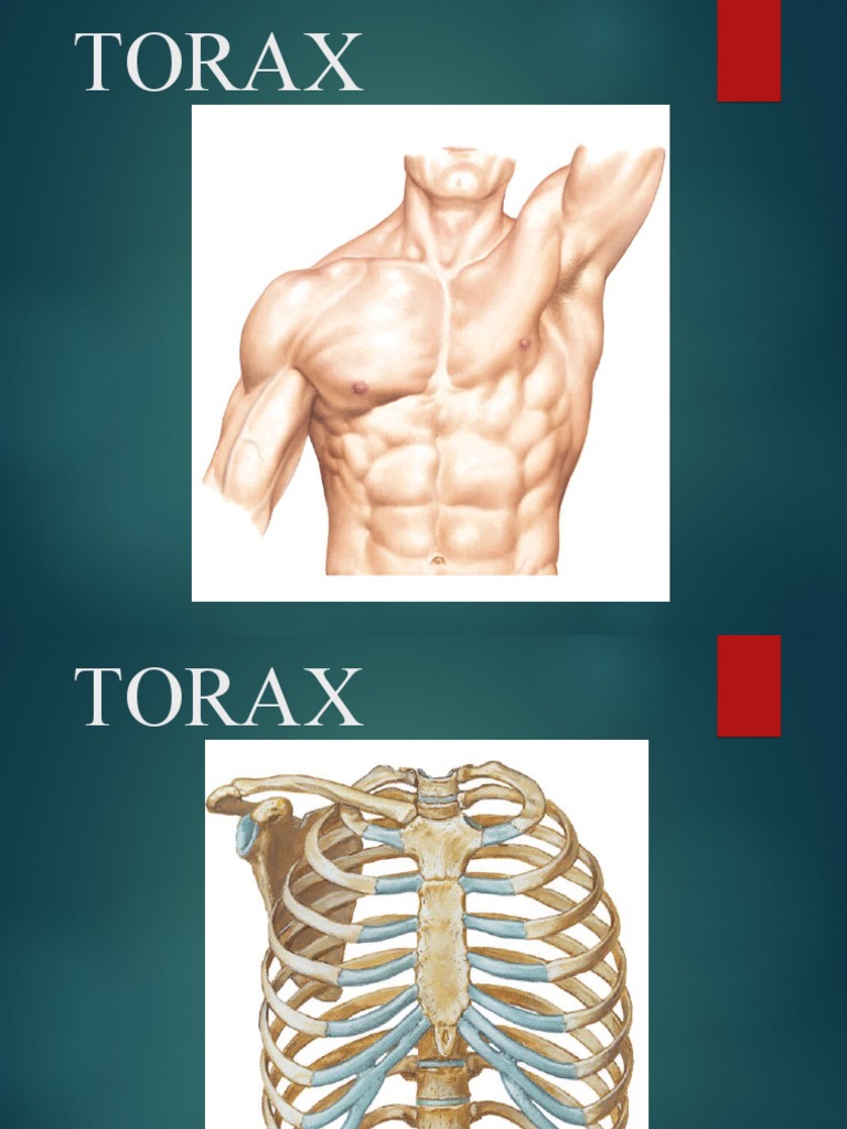 Torax | PDF