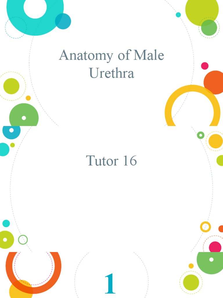 Anatomy of Male Urethra Explained | PDF | Prostate | Genitourinary System