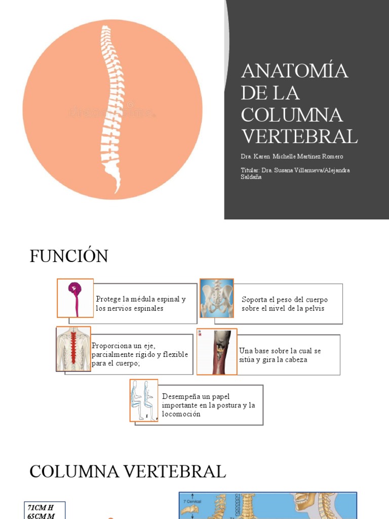 Anatomía de la Columna Vertebral | PDF | Vértebra | La columna vertebral