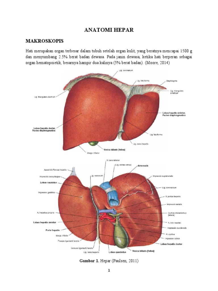 Anatomi Hepar | PDF