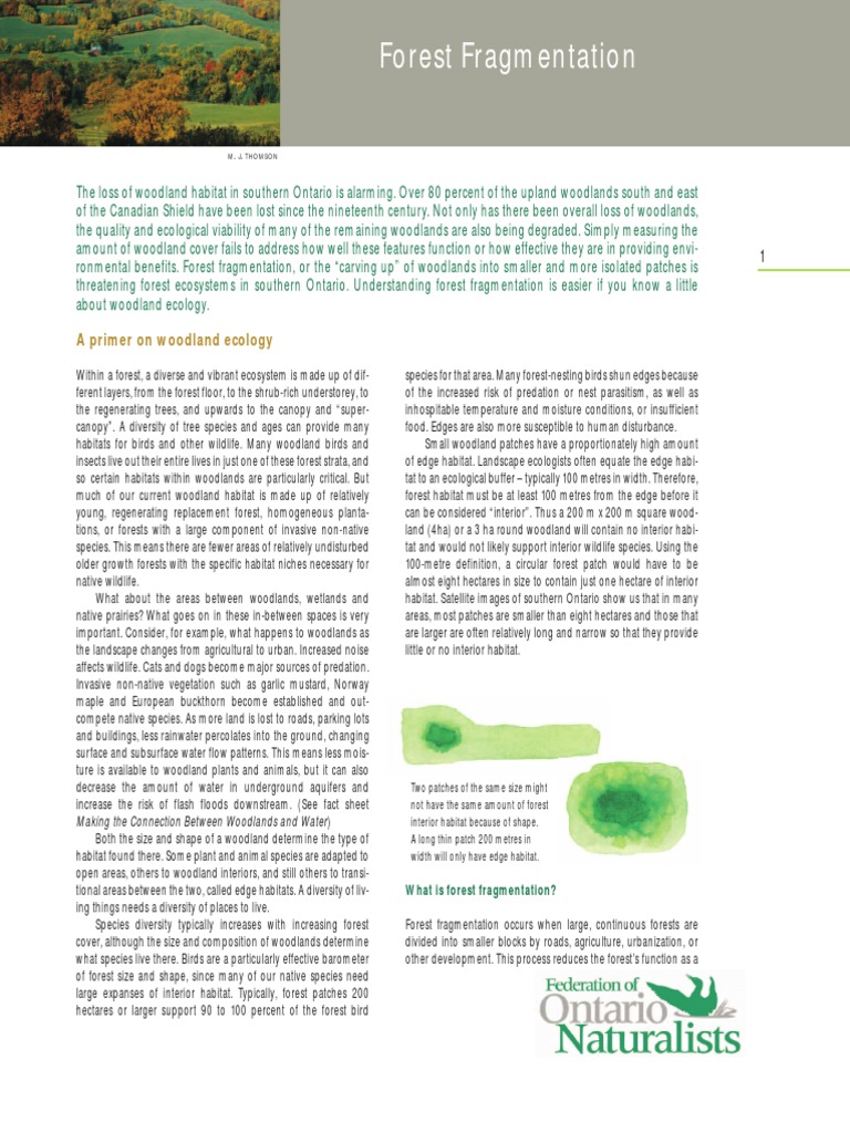 Forest Fragmentation: A Primer On Woodland Ecology | PDF | Habitat ...