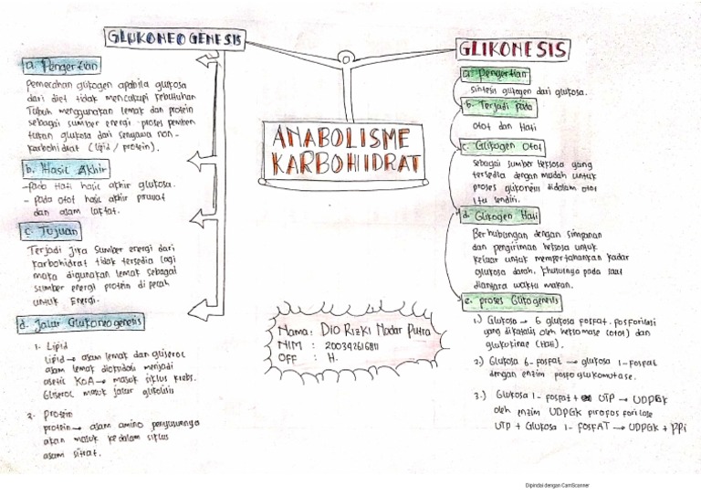 Mind Map Anabolisme Karbohidrat