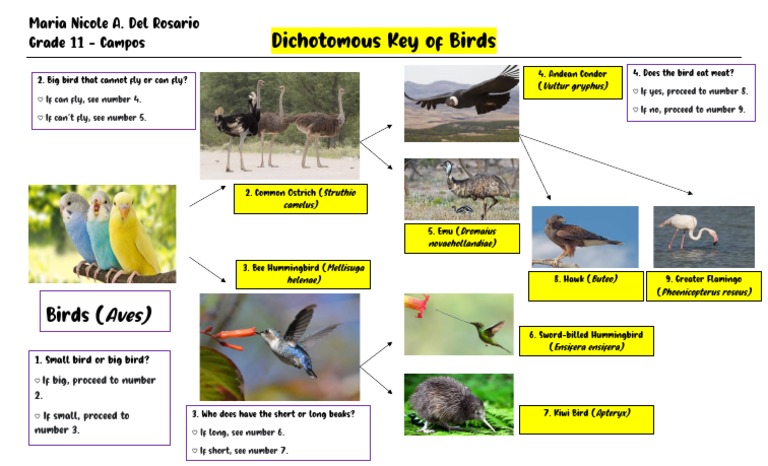 Dichotomous Key of Birds | PDF
