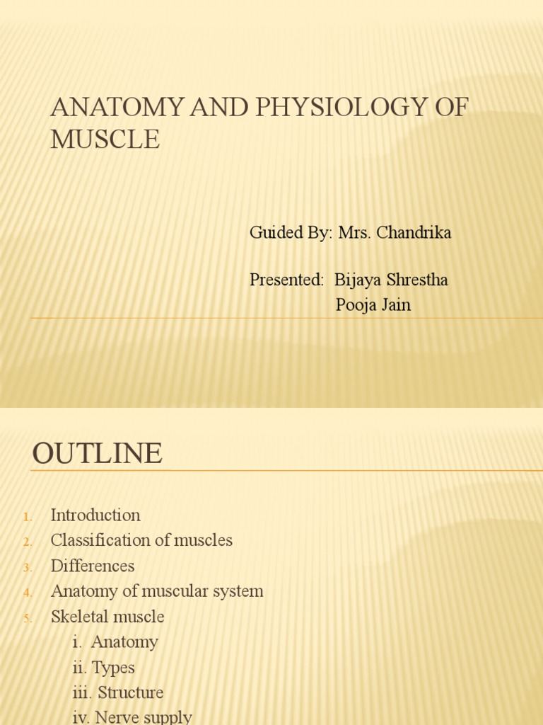 Anatomy and Physiology of Muscle | PDF | Skeletal Muscle ...